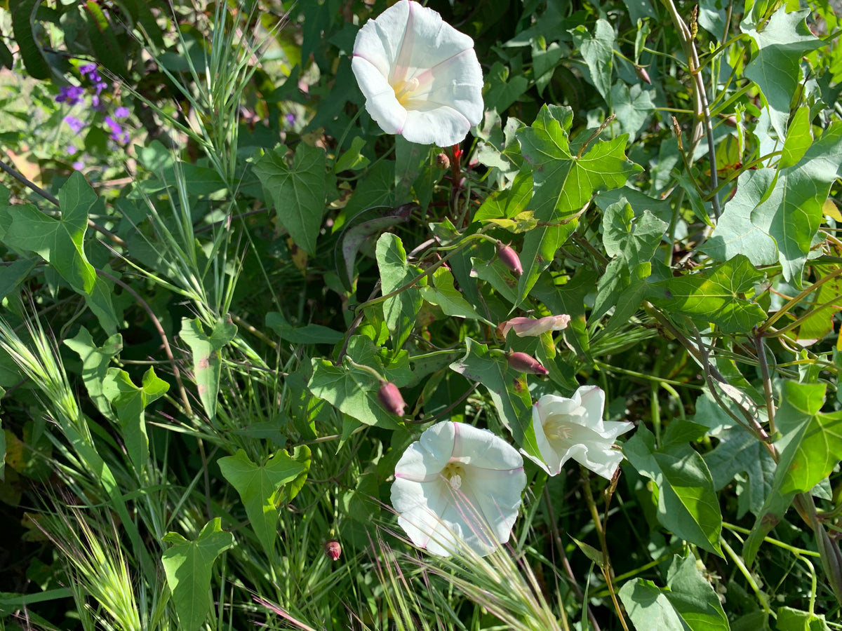 Aspire Flower Essence – Essential Medicina Shop